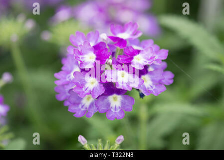 Viburnum Wicked Great Grape Stock Photo - Alamy