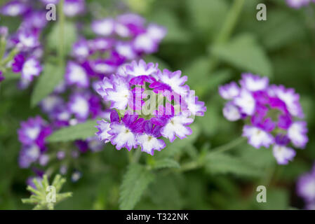 Viburnum Wicked Great Grape Stock Photo - Alamy