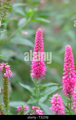 Veronica First Love with a bee Stock Photo - Alamy
