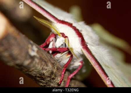 Indian Moon moth Stock Photo - Alamy