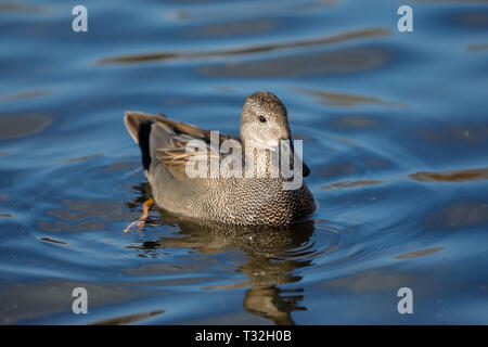 This very grey-coloured dabbling duck, a little smaller than the ...