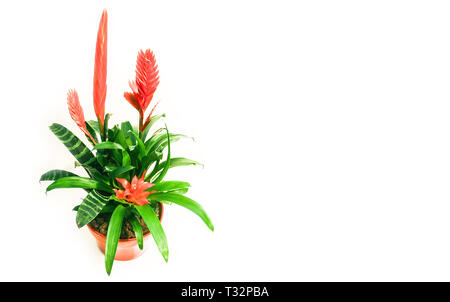 the Vriesia Splenriet; bromelian plant Stock Photo - Alamy