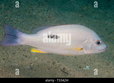 The Russell's snapper or Moses perch fish in the aquarium Stock Photo ...