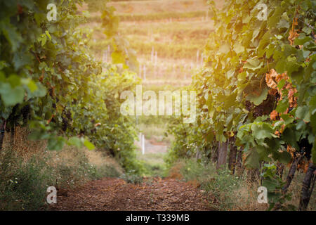 Vineyards at sunset in autumn harvest. Photo can be used as a whole ...