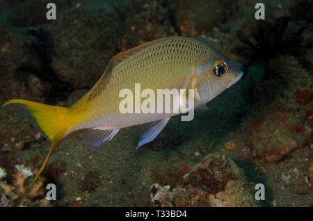 Pacific yellowtail emperor, Lethrinus atkinsoni, Lethrinidae, Anilao ...