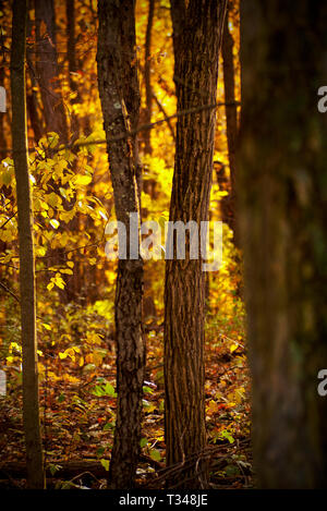 Magical and secluded forest in autumn. A mysterious paradise in a quiet ...