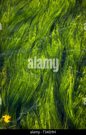 Shallow water texture with aquatic plants colorful gravel and natural ...