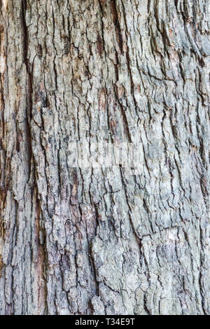 Mexican White Oak, Quercus polymorpha, Tree bark texture, Tree trunk ...