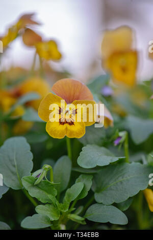 orange and yellow viola Stock Photo - Alamy