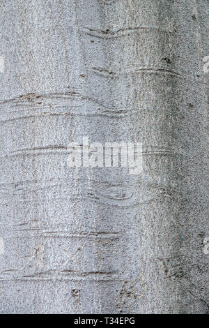Chinese Hackberry, Celtis sinensis Stock Photo - Alamy