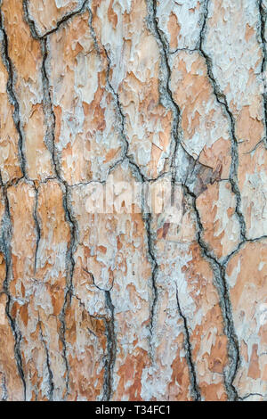 Close-up of coniferous wood texture with bright sun glare Stock Photo ...