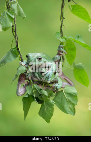 Green frog sitting on a green vine shoot Stock Photo - Alamy
