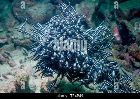 Lined catfish [Plutosus lineatus] in dense school. Papua New Guinea ...