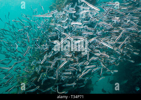Convict blenny [Pholidichthys leucotaenia] juveniles emerging from ...