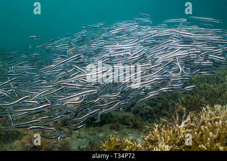 Convict blenny [Pholidichthys leucotaenia] juveniles emerging from ...