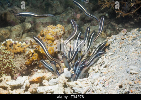 Convict blenny [Pholidichthys leucotaenia] juveniles emerging from ...