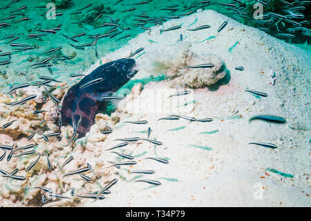 Convict blenny [Pholidichthys leucotaenia] juveniles emerging from ...