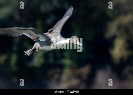 Northern Pintail flying over ocean, Canada Stock Photo - Alamy