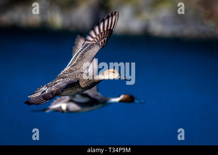 Two Northern Pintails flying over ocean, Canada Stock Photo - Alamy