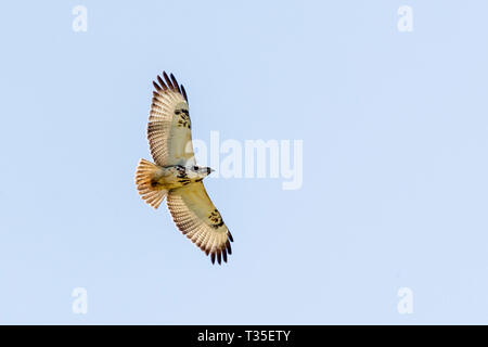 An immature Augur buzzard seen from below soaring against the sky, Ol ...