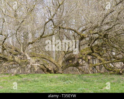 A broad and densely branched tree at the end of a lawn Stock Photo - Alamy