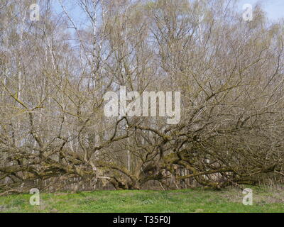 A broad and densely branched tree at the end of a lawn Stock Photo - Alamy