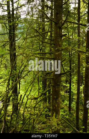 A mossy forest scene at Davis Lake Provincial Park in Mission, British ...