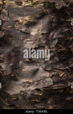 A tree skin unique colour and texture background picture Stock Photo ...