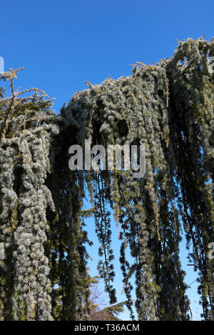 Pendulous branches of Cedrus atlantica glauca with laden seed heads ...