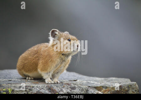 American Pika in the Cascade Mountains of the Pacific Northwest - the ...