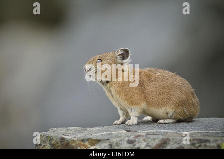 American Pika in the Cascade Mountains of the Pacific Northwest - the ...
