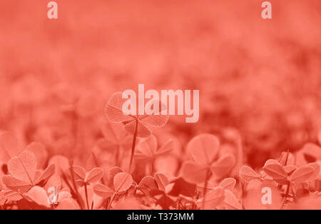 Coral pink toned spring clover leaves in grass Stock Photo - Alamy