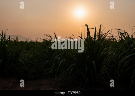 sugar farm field on sunset time, small sugar cane field Stock Photo - Alamy