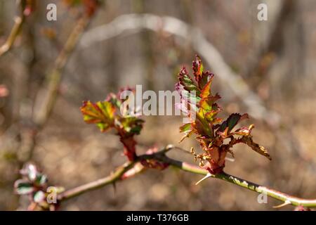 The first tender buds are starting to open on a beautiful and warm ...