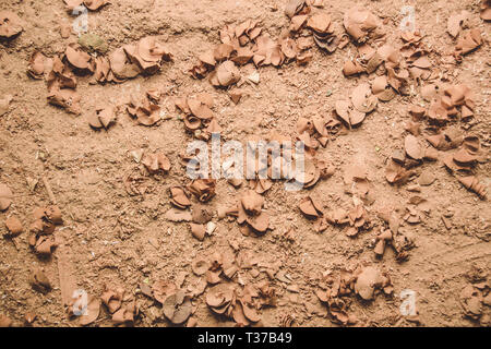 Wood sawdust background closeup. Sawdust floor texture. Top view ...