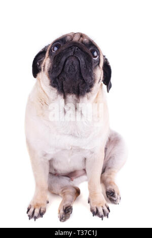 Sad dog pug sits and looking up Stock Photo - Alamy