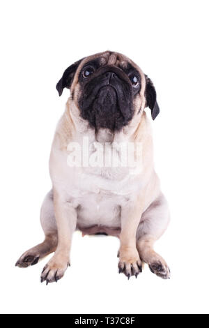 Sad dog pug sits and looking up Stock Photo - Alamy