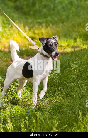 Smooth Fox Terrier Stock Photo - Alamy