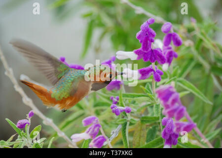 Hummingbird eating a Salvia leucantha flower Stock Photo - Alamy