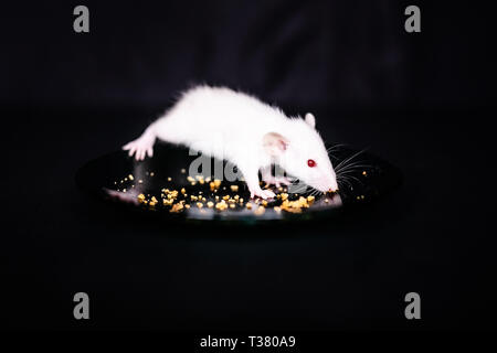 Cute Little Rat eating a crumbs on the plate, Pet Rat eating a treat ...