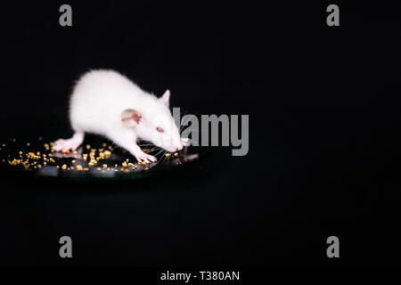 Cute Little Rat eating a crumbs on the plate, Pet Rat eating a treat ...