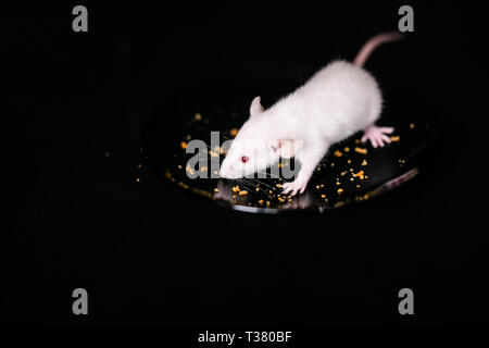 Cute Little Rat eating a crumbs on the plate, Pet Rat eating a treat ...
