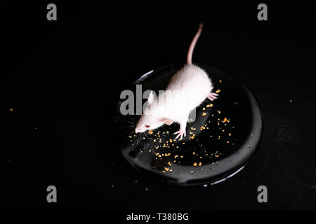 Cute Little Rat eating a crumbs on the plate, Pet Rat eating a treat ...