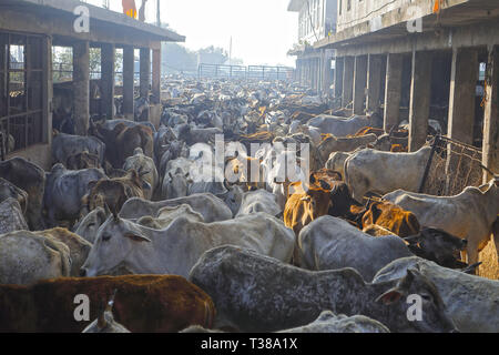 Cattle in shelter in Indian Bishnoi village near Rohet in Rajasthan ...