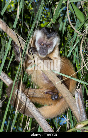 Azara's Capuchin Monkey (Sapajus cay) running in the Cerrado, Mato ...