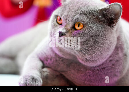 Fat Thai Korat Cat, gray fur and yellow eyes Stock Photo - Alamy