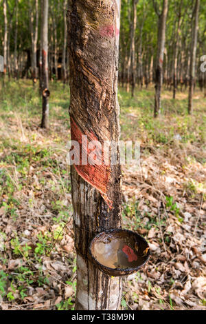 Rubber trees in Cambodia Stock Photo - Alamy