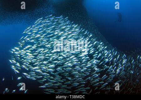 Sardine Run in Moalboal, Cebu, Philippines Stock Photo - Alamy