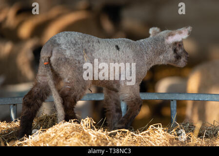 newborn lamb in feeder Stock Photo - Alamy