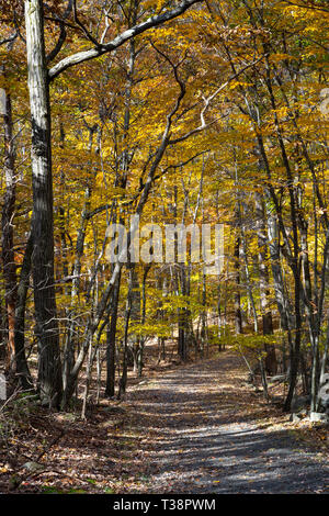 The Long Path and High Tor Trail descending into a dense forest of fall ...